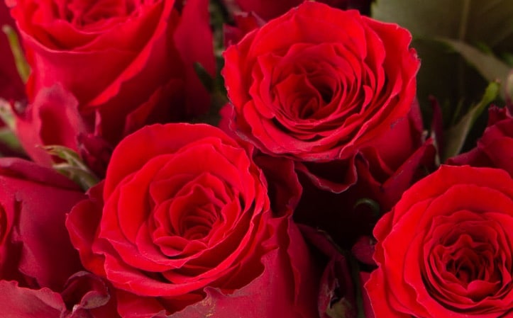 Blumenshop 💐 40 rote Rosen (40cm) im Strauß - Wunschtermine bis 18.11 ...