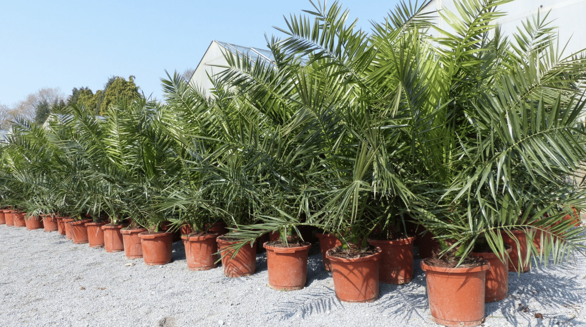 Palme XXL 180 cm Phoenix canariensis, kanarische Dattelpalme ...